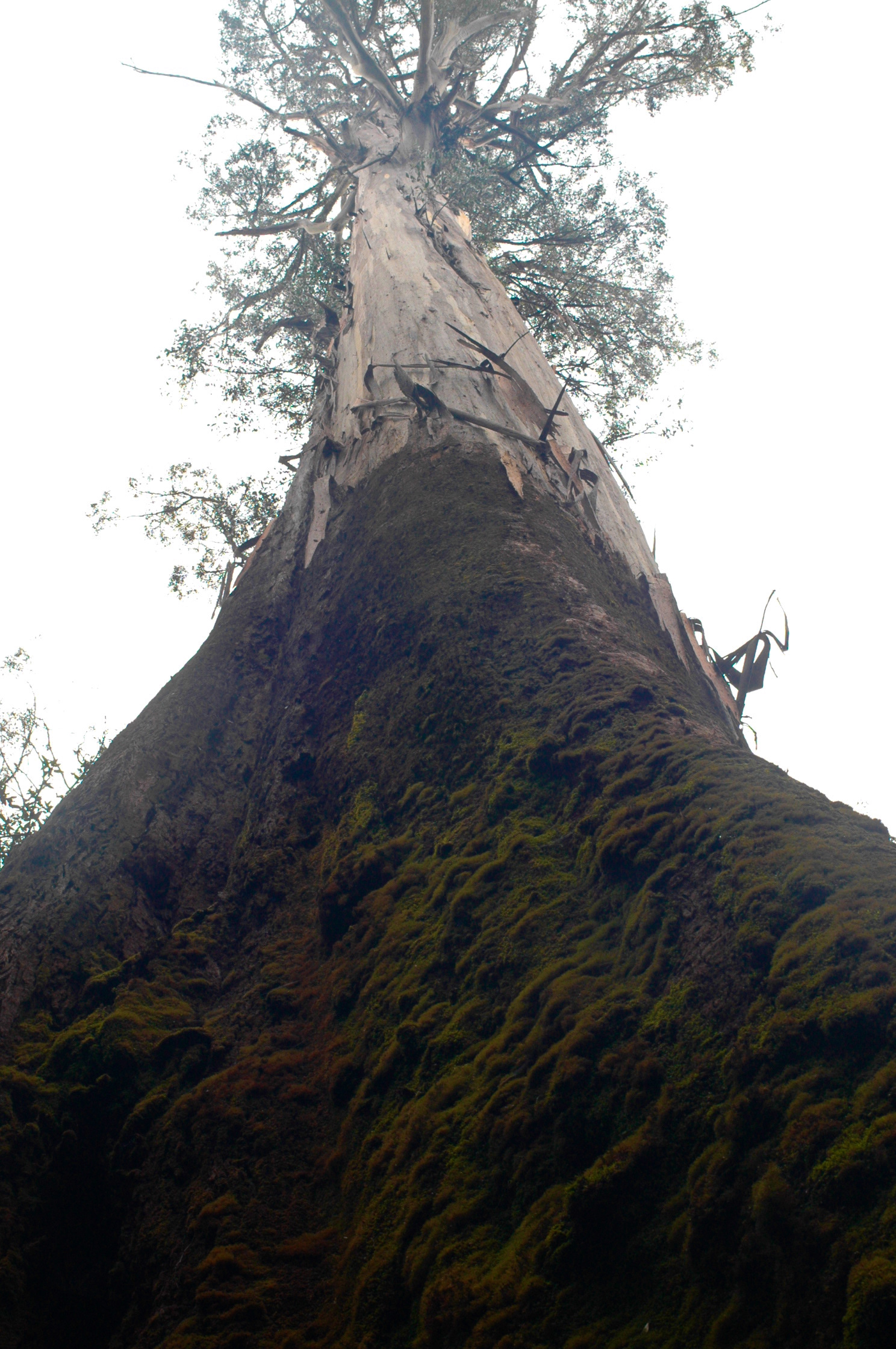Being Tree guided meditation – Healing Cycles